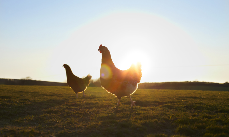 Plans for giant intensive poultry unit in Norfolk overturned