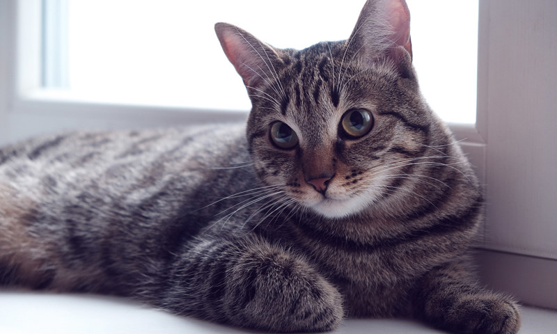 Cats may have infected owners with tuberculosis
