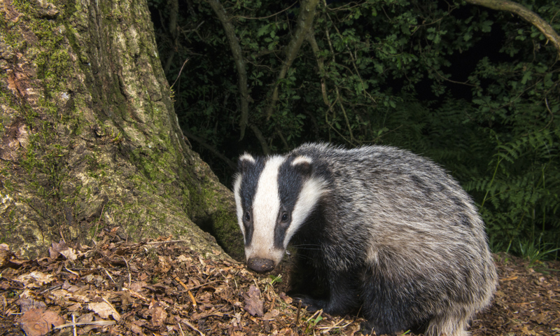 Wildlife groups challenge Northern Ireland badger cull