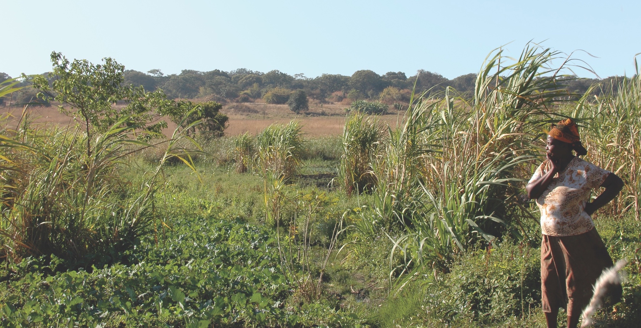 Chilekwa Mumba awarded the Goldman Prize for his work on the Vedanta case