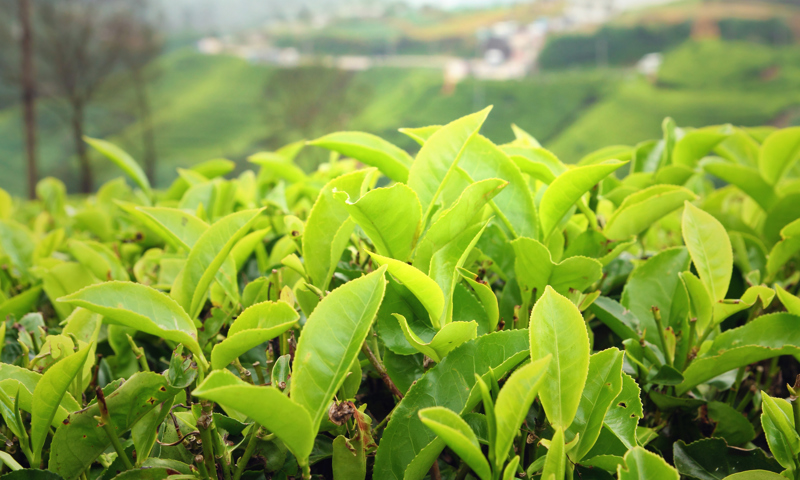 UN and NGOs write to Unilever to voice concern regarding violence at ...