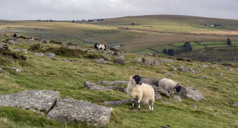 High Court rules Dartmoor commons have been mismanaged