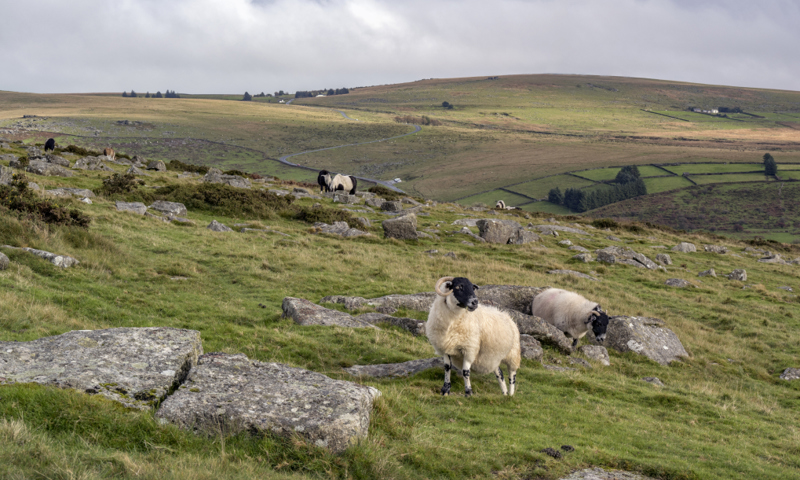 High Court challenge to overgrazing on Dartmoor commons